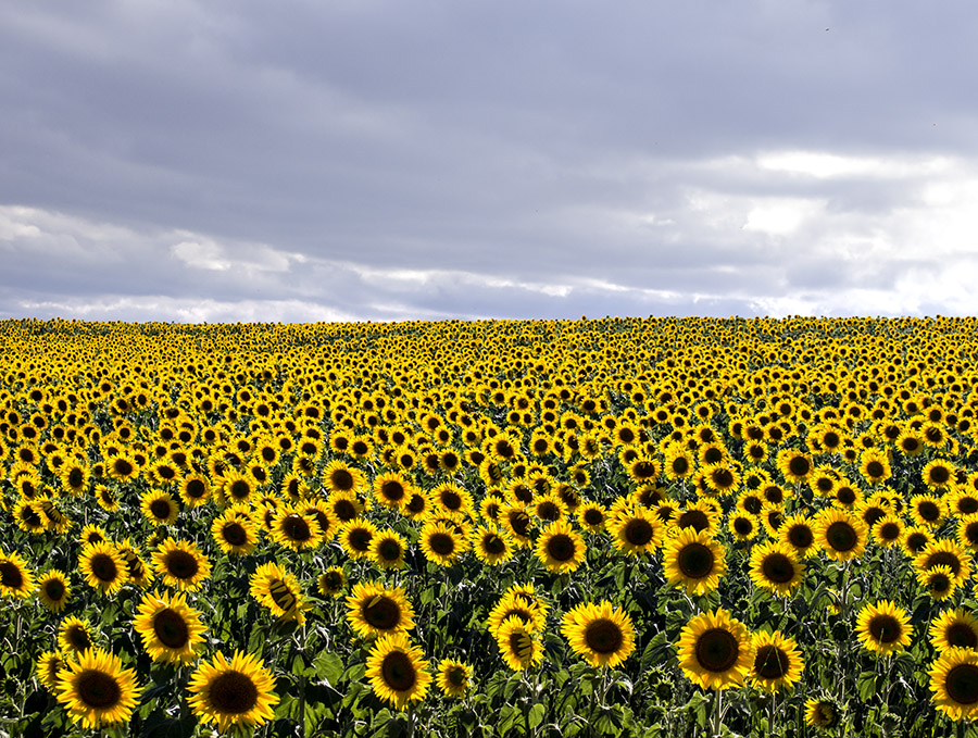 Girasoles | Román Montesinos